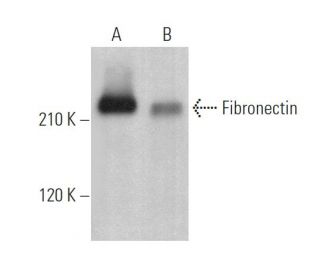 Fibronectin Antibody (617) - Western Blotting - Image 375032