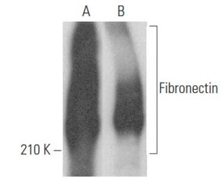Fibronectin Antibody (A-11) - Western Blotting - Image 353979
