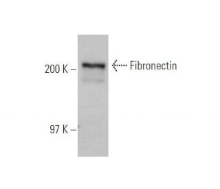 Fibronectin Antibody (EP5) - Western Blotting - Image 353052