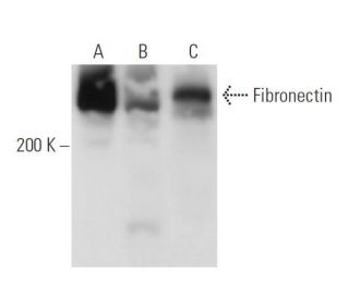 Fibronectin Antibody (Fn-3) - Western Blotting - Image 13601