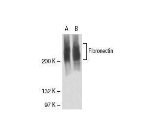Fibronectin Antibody (Fn-3) - Western Blotting - Image 15767