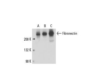 Fibronectin Antibody (IST-1) | SCBT - Santa Cruz Biotechnology