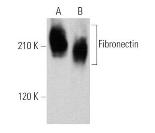 Fibronectin Antibody (P5F3) - Western Blotting - Image 360403