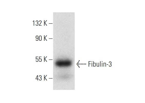 Fibulin-3 Antibody (C-3) | SCBT - Santa Cruz Biotechnology