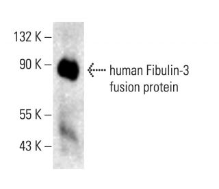 Fibulin-3 Antibody (mab3-5) - Western Blotting - Image 403410