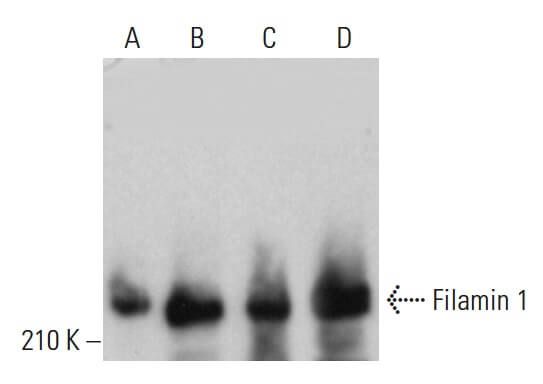 Filamin 1抗体 (E-3) | SCBT - Santa Cruz Biotechnology