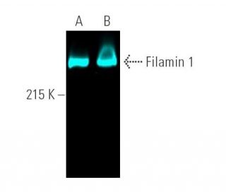 Filamin 1 Antibody (E-3) - Western Blotting - Image 391513