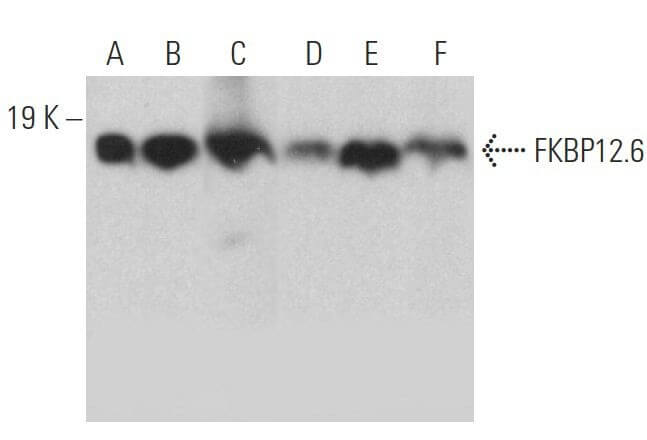 Anti-FKBP12.6 Antibody (H-8) | SCBT - Santa Cruz Biotechnology