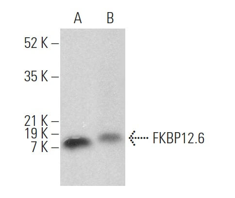Anti-FKBP12.6 Antibody (H-8) | SCBT - Santa Cruz Biotechnology