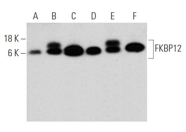 FKBP12 Antibody (G-4) | SCBT - Santa Cruz Biotechnology