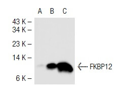 Anti-FKBP12 Antibody (H-5) | SCBT - Santa Cruz Biotechnology