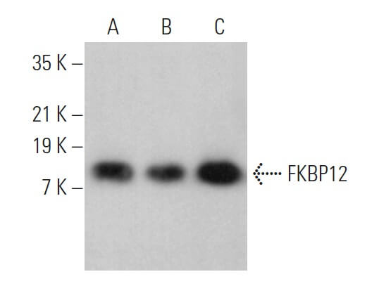 FKBP12 Antibody (H-5) | SCBT - Santa Cruz Biotechnology