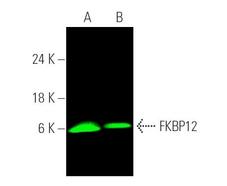 Anti-FKBP12 Antibody (H-5) | SCBT - Santa Cruz Biotechnology