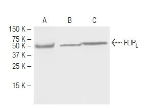 FLIPL Antibody (5D8) | SCBT - Santa Cruz Biotechnology