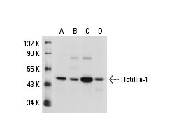 Anti-Flotillin-1 Antibody (C-2) | SCBT - Santa Cruz Biotechnology