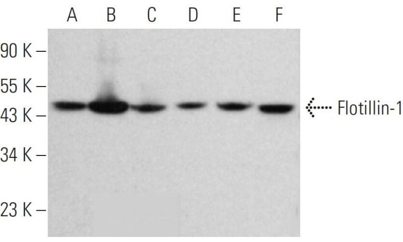 Flotillin-1抗体 (C-2) | SCBT - Santa Cruz Biotechnology