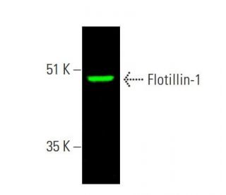 Flotillin-1 Antibody (C-2) - Western Blotting - Image 377781