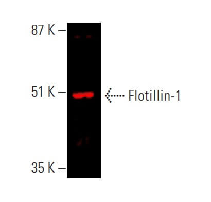 Anti-Flotillin-1 Antibody (C-2) | SCBT - Santa Cruz Biotechnology