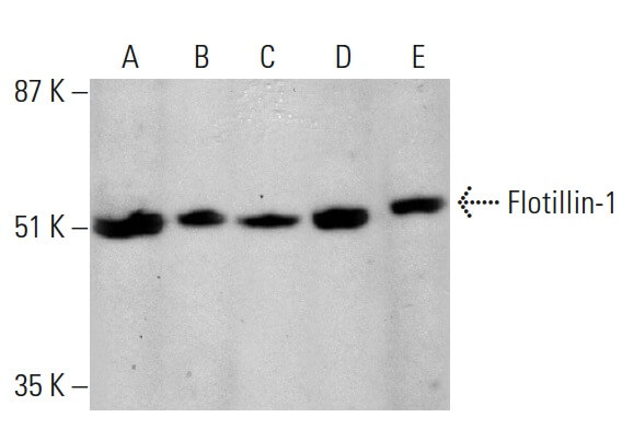 Anti-Flotillin-1 Antibody (C-2) | SCBT - Santa Cruz Biotechnology