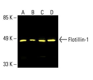 Flotillin-1 Antibody (C-2) - Western Blotting - Image 390356