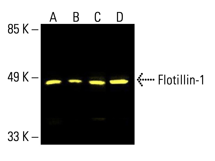 Anti-Flotillin-1 Antibody (C-2) | SCBT - Santa Cruz Biotechnology