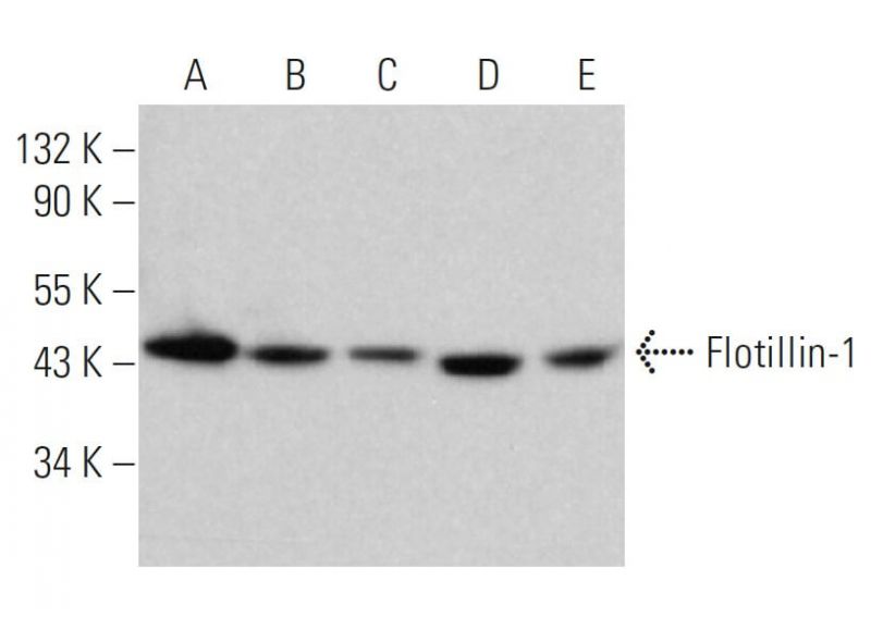 Flotillin-1 Antibody (F-3) | SCBT - Santa Cruz Biotechnology