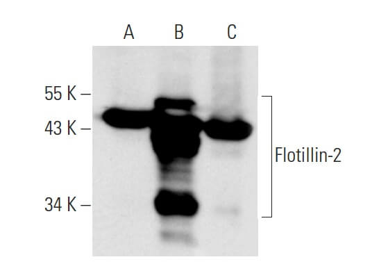 Flotillin-2 Antibody (A-3) | SCBT - Santa Cruz Biotechnology