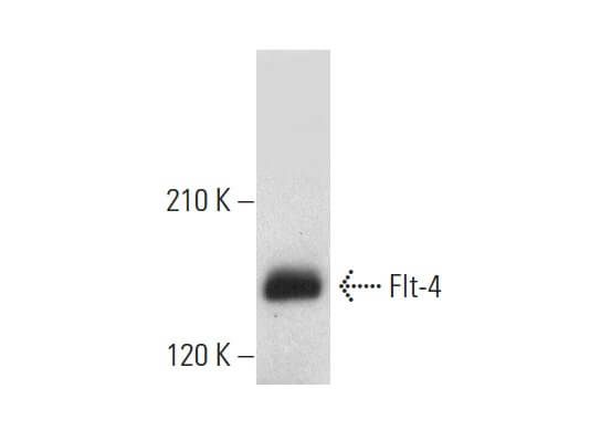 Flt-4 Antibody (M-20) | SCBT - Santa Cruz Biotechnology