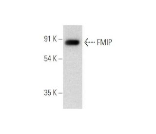 FMIP Antibody (E-3) - Western Blotting - Image 316295