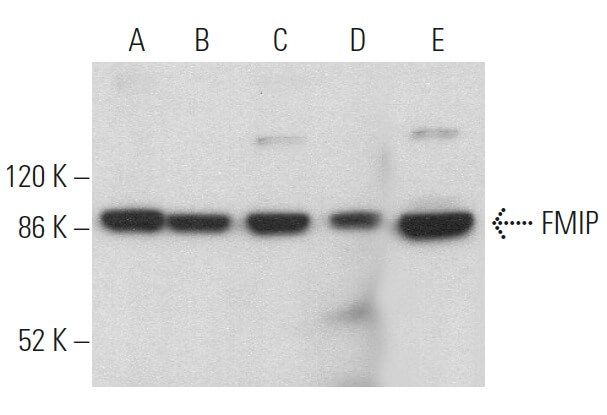 FMIP 항체 (E-3) | SCBT - Santa Cruz Biotechnology