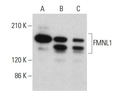 FMNL1 Antibody (C-5) | SCBT - Santa Cruz Biotechnology