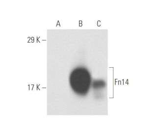 Fn14 Antibody (ITEM-4) - Western Blotting - Image 58103