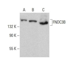 Anti-FNDC3B Antibody (B-1) | SCBT - Santa Cruz Biotechnology