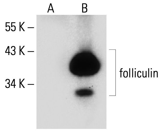 folliculin Antibody (D-4) | SCBT - Santa Cruz Biotechnology