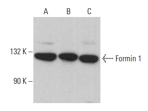 Formin 1 Antibody (H-5) | SCBT - Santa Cruz Biotechnology
