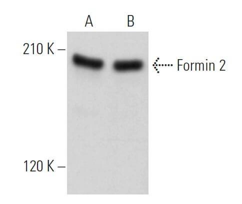 Formin 2 Antibody (C-3) | SCBT - Santa Cruz Biotechnology
