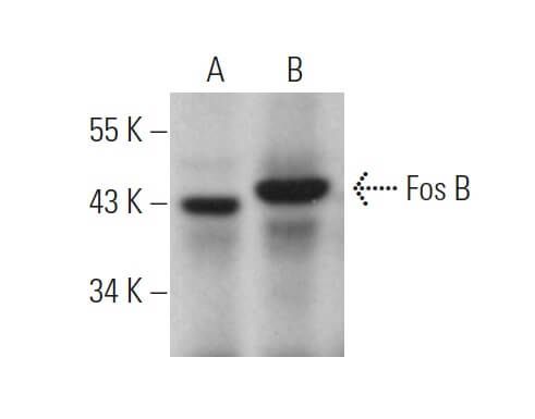 Fos B抗体 (C-6) | SCBT - Santa Cruz Biotechnology