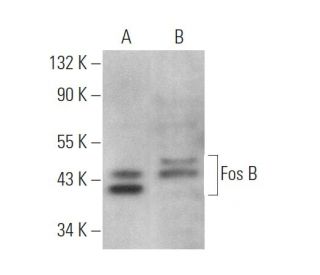 Fos B Antibody (F-7) - Western Blotting - Image 373972