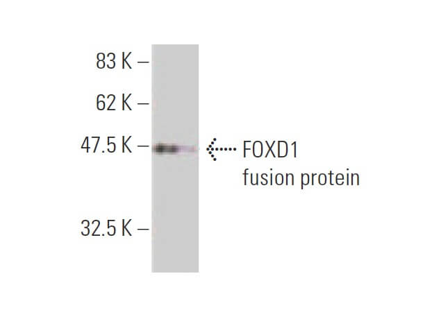 Anti-FOXD1 Antibody (2C10) | SCBT - Santa Cruz Biotechnology