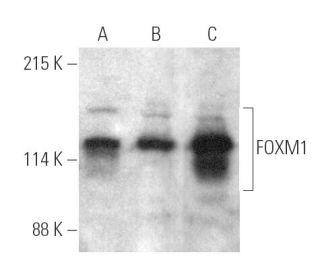 FOXM1 Antibody (G-5) - Western Blotting - Image 389379