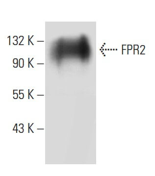 Anti-FPR2 Antibody (GM1D6) | SCBT - Santa Cruz Biotechnology