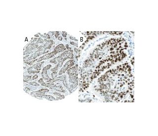 Fra-1 Antibody (C-12) - Immunohistochemistry - Image 15189