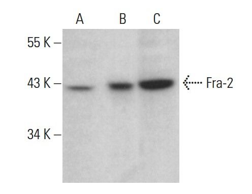 Fra-2 Antibody (Q-20) | SCBT - Santa Cruz Biotechnology