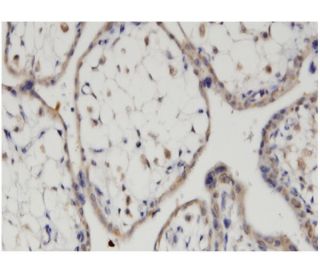 Anti-frizzled-7 Antibody (4D9) | SCBT - Santa Cruz Biotechnology