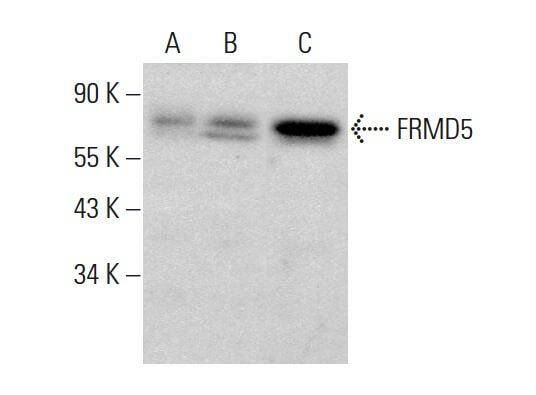 FRMD5抗体 (D-8) | SCBT - Santa Cruz Biotechnology