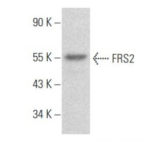 FRS2 Antibody (A-5) - Western Blotting - Image 355163
