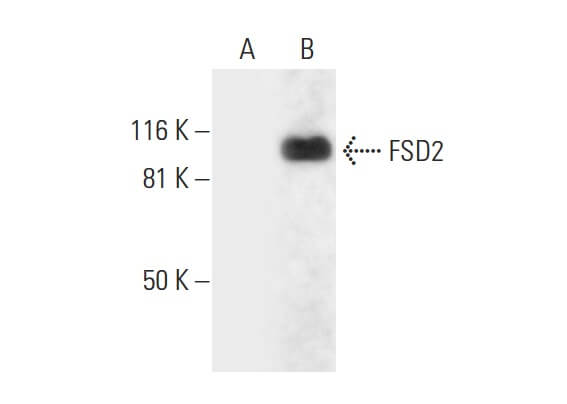 FSD2 Antibody (C-5) | SCBT - Santa Cruz Biotechnology