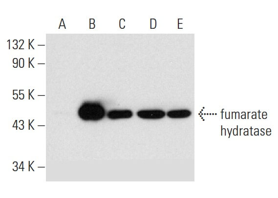 fumarate hydratase Antibody (H-6) | SCBT - Santa Cruz Biotechnology