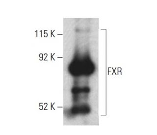 FXR/NR1H4 Antibody (D-3) - Western Blotting - Image 398964
