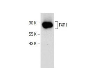 FXR1 Antibody (B-2) - Western Blotting - Image 148774